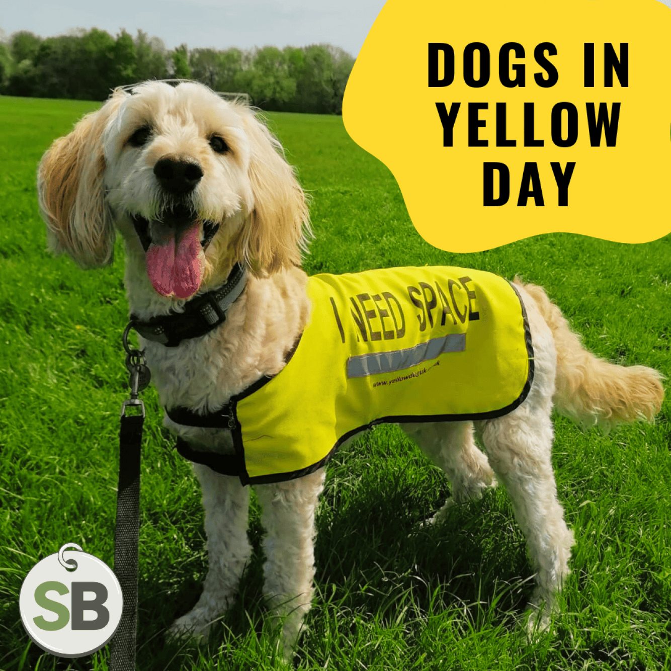 Dogs in Yellow: What It Means and Why It Matters - ScenterBarks